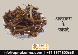 Health benefits of Akarkara (Anacyclus Pyrethrum) - Apna Karma